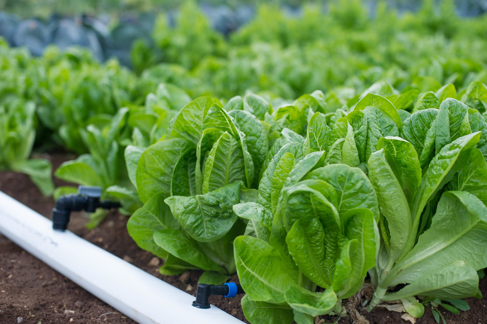 Sistemas de riego sostenibles: Regaber como tu compañero en ...