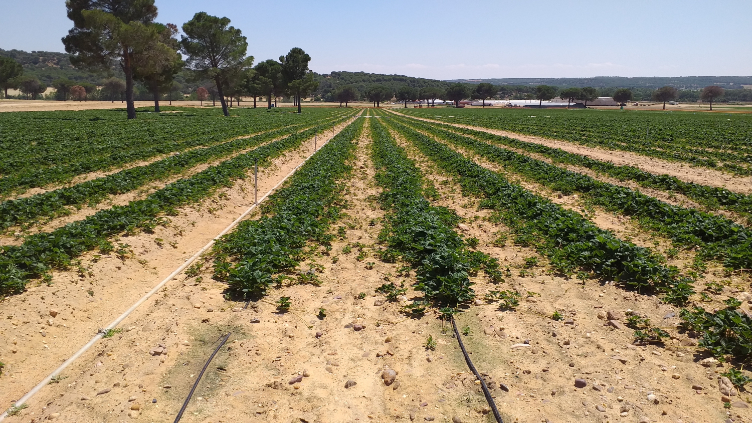 Sistemas de riego – Regaber