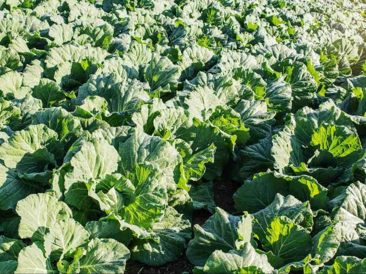 ¿Cuál es el mejor sistema de riego de la lechuga? | REGABER