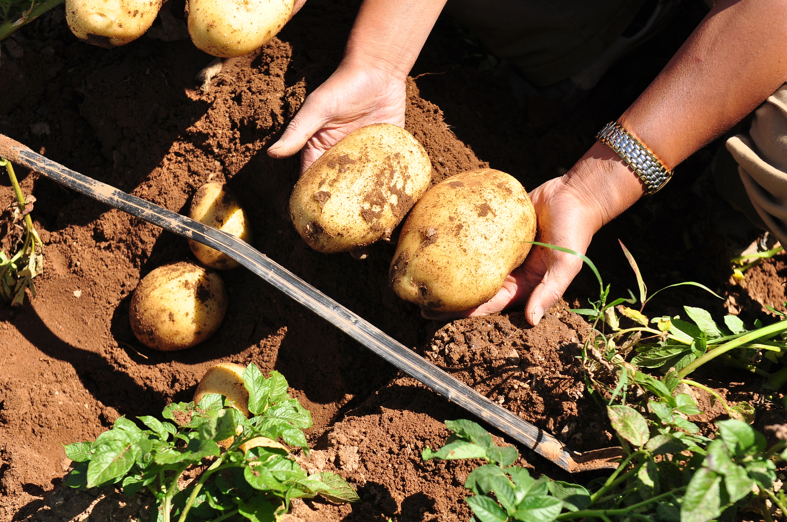 Increased yield with less water through drip irrigation for potatoes ...